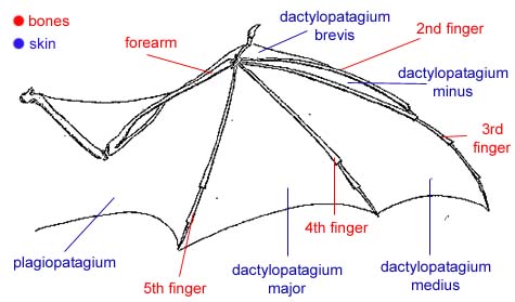 Bats – the only flying mammals | Bio-aerial Locomotion 2011